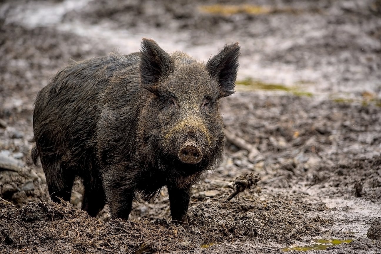 The effect of African Swine Flu on imports of Spanish pork is limited ...